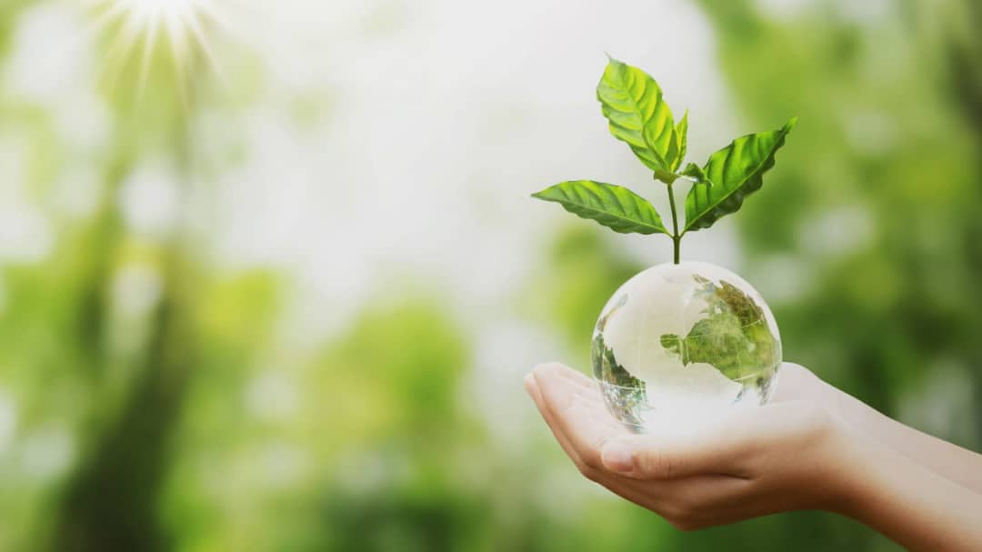 Conservación ambiental: La clave para revertir el impacto humano y ...